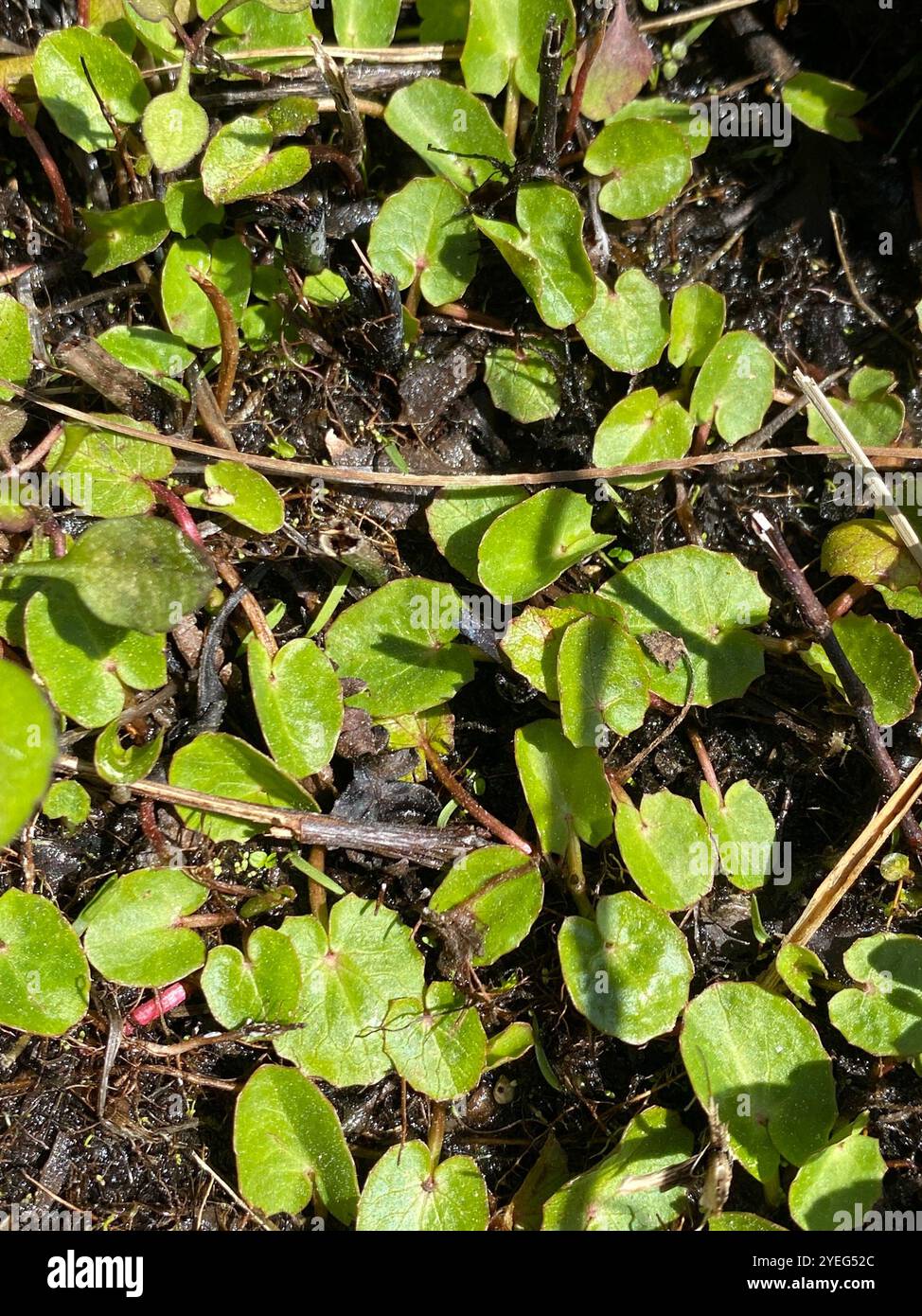 American Coinwort (Centella erecta Stock Photo - Alamy