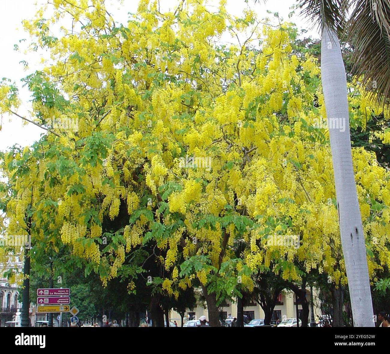 Golden shower tree (Cassia fistula Stock Photo - Alamy