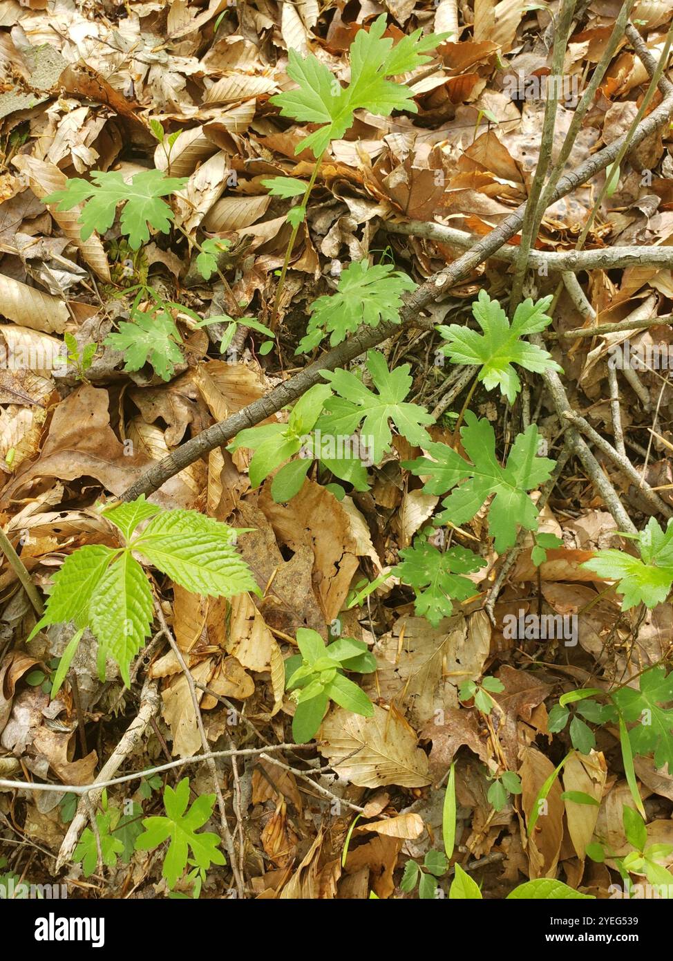 Broad-leaf Waterleaf (Hydrophyllum canadense Stock Photo - Alamy