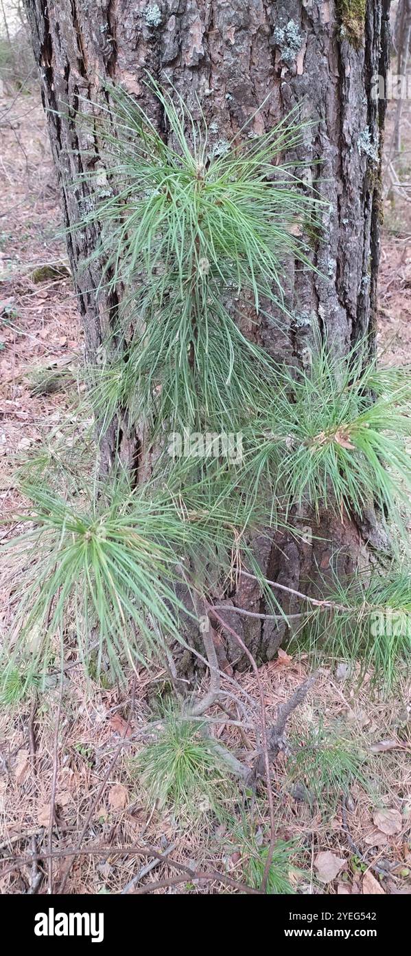 Siberian pine (Pinus sibirica Stock Photo - Alamy