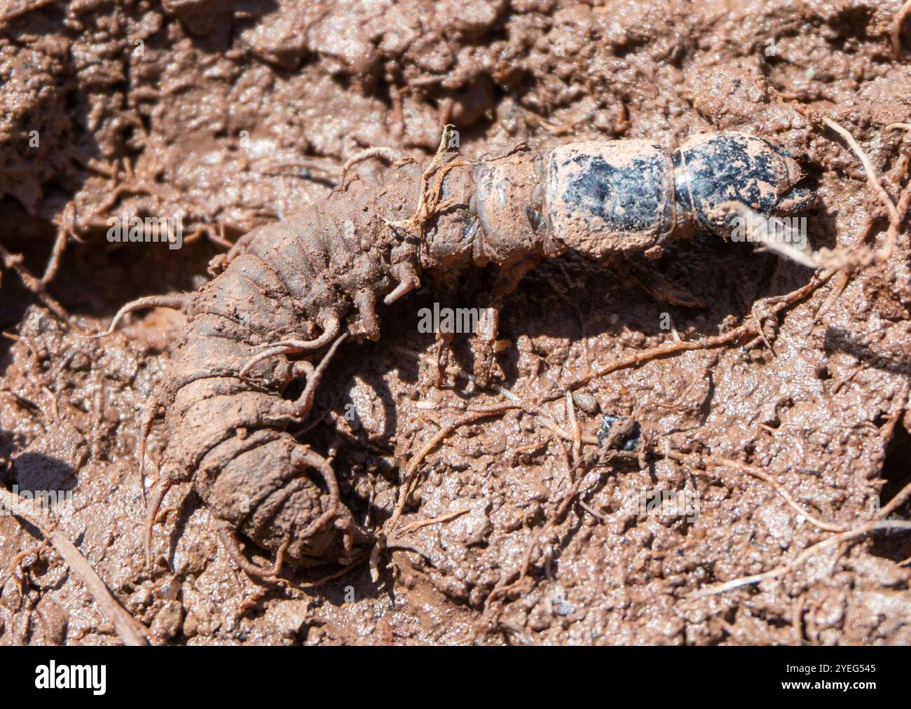 Serrate Dark Fishfly (Nigronia serricornis Stock Photo - Alamy