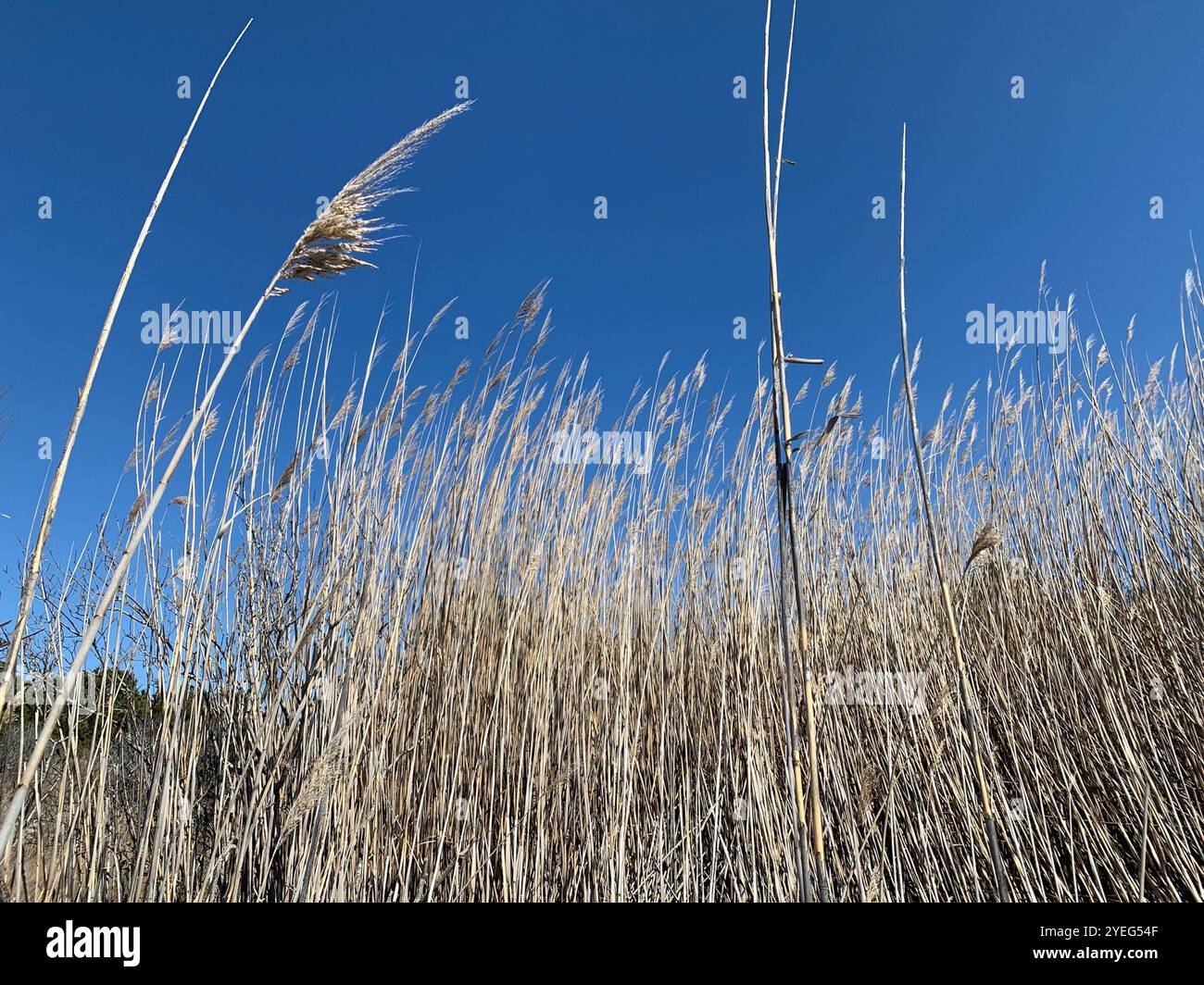 common reed (Phragmites australis Stock Photo - Alamy
