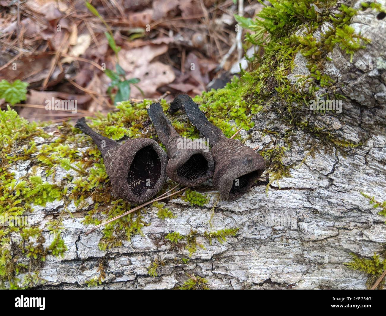 devil's urn (Urnula craterium Stock Photo - Alamy