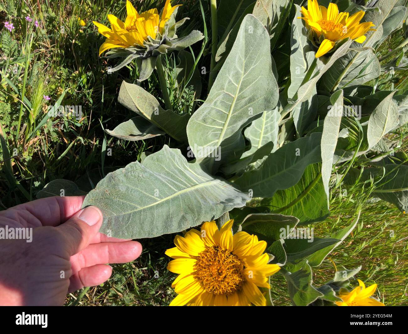 Gray mule hi-res stock photography and images - Alamy