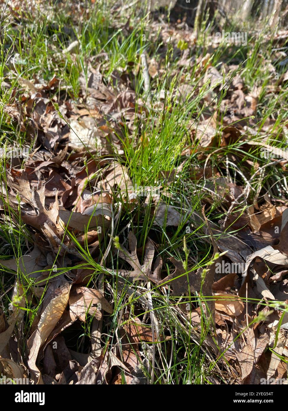 white-tinged sedge (Carex albicans Stock Photo - Alamy