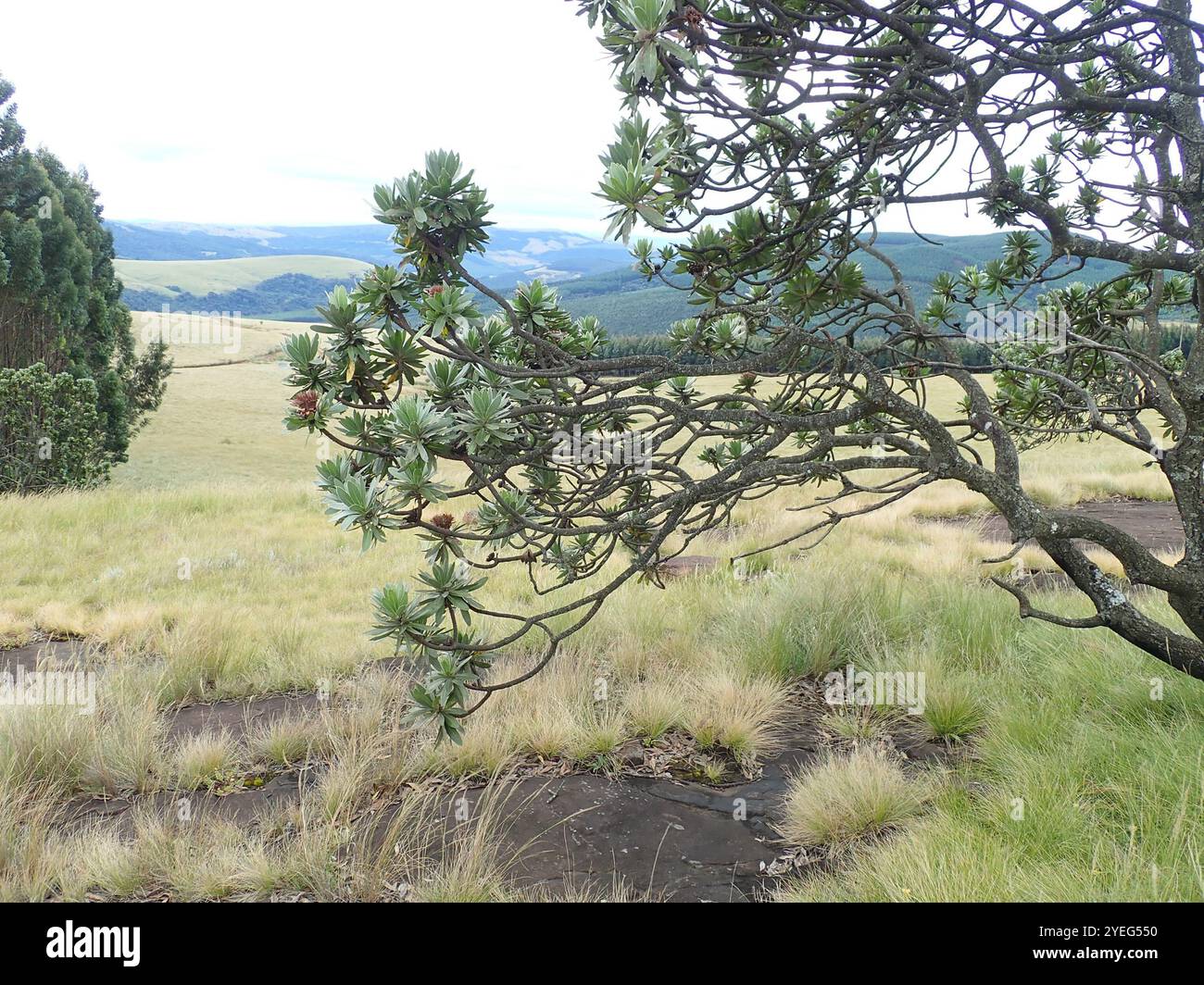Tall Silver Sugarbush (Protea roupelliae roupelliae Stock Photo - Alamy