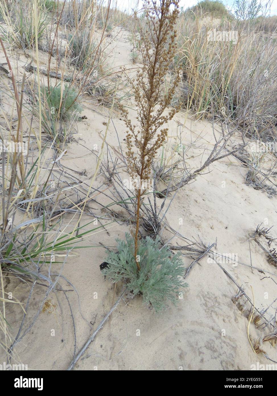 Field Sagewort (Artemisia campestris Stock Photo - Alamy