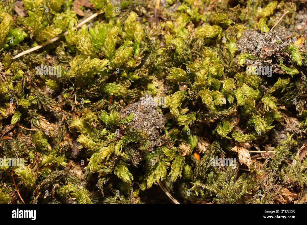 Horn Calcareous Moss (Mnium hornum Stock Photo - Alamy