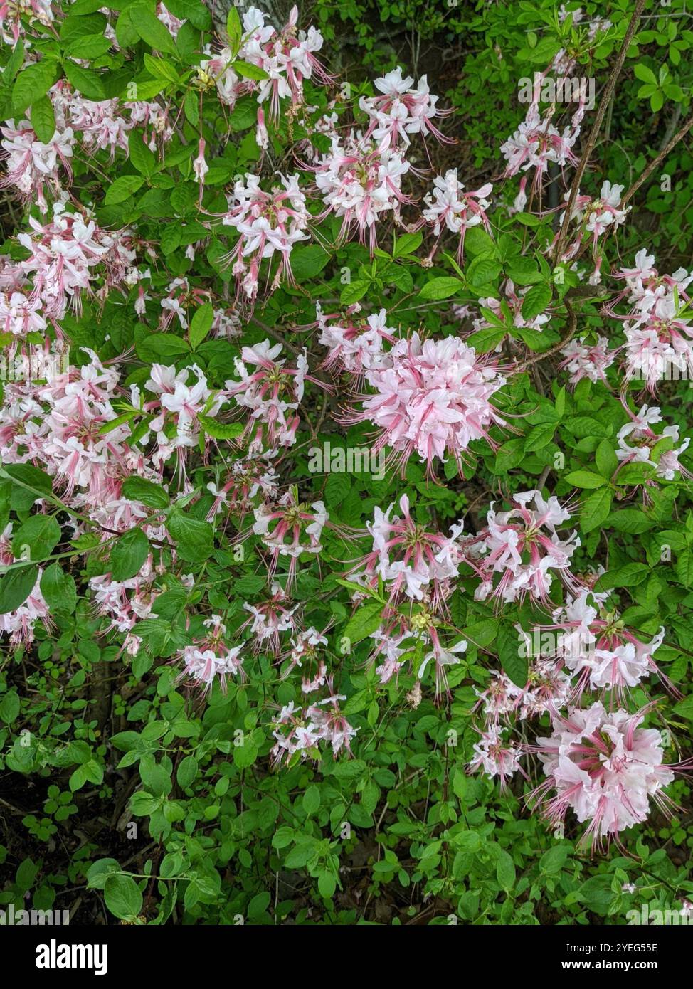 Pinxter Flower (Rhododendron periclymenoides Stock Photo - Alamy