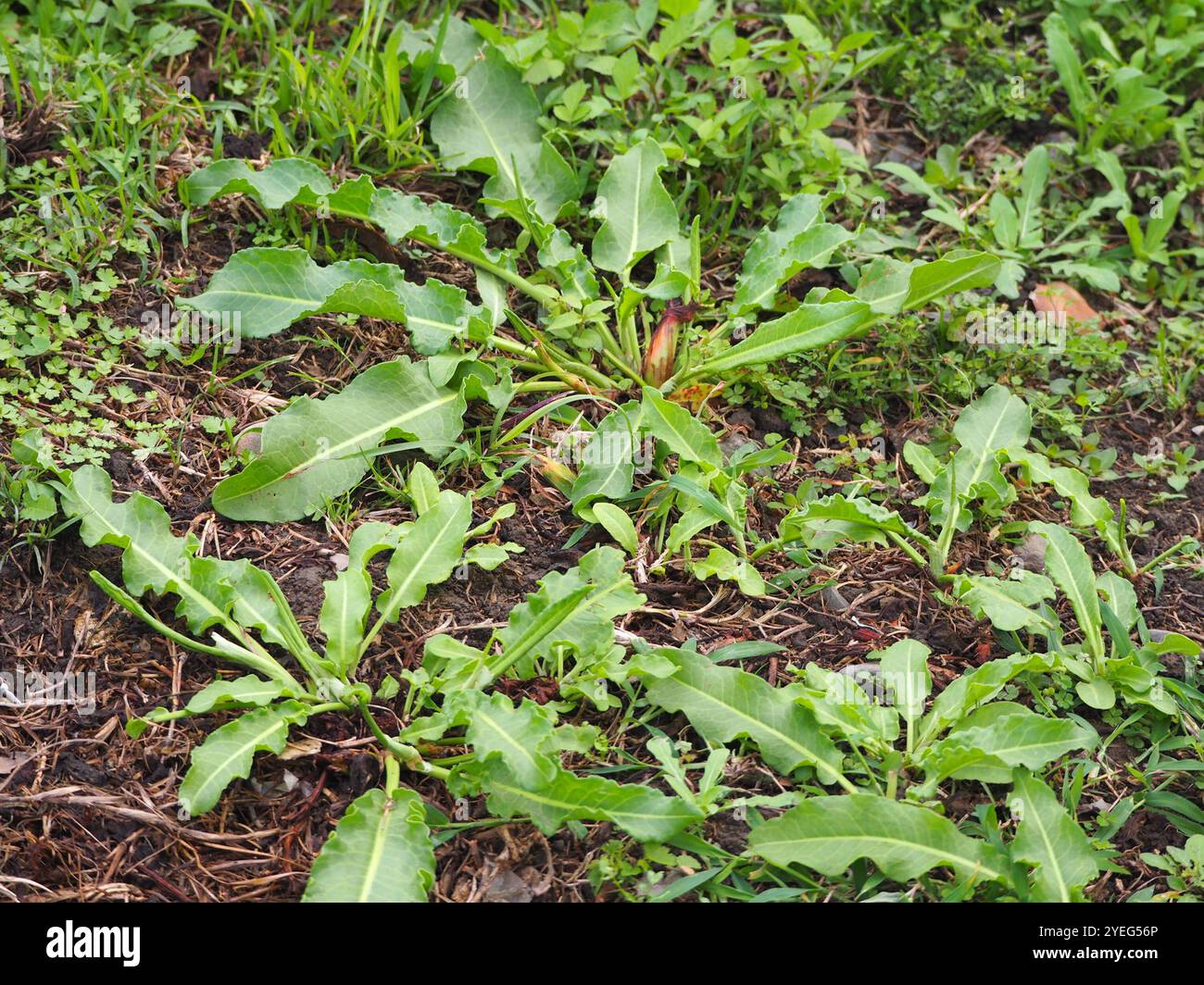 Japanese Dock (Rumex japonicus Stock Photo - Alamy