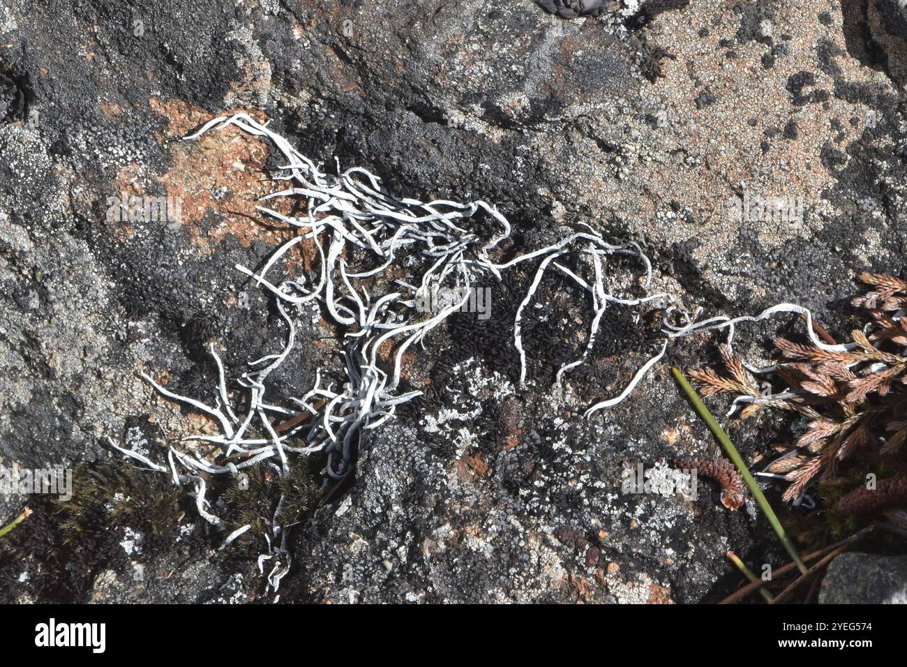 Whiteworm Lichen (Thamnolia vermicularis Stock Photo - Alamy