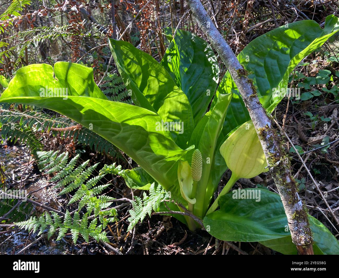 western skunk cabbage (Lysichiton americanus Stock Photo - Alamy