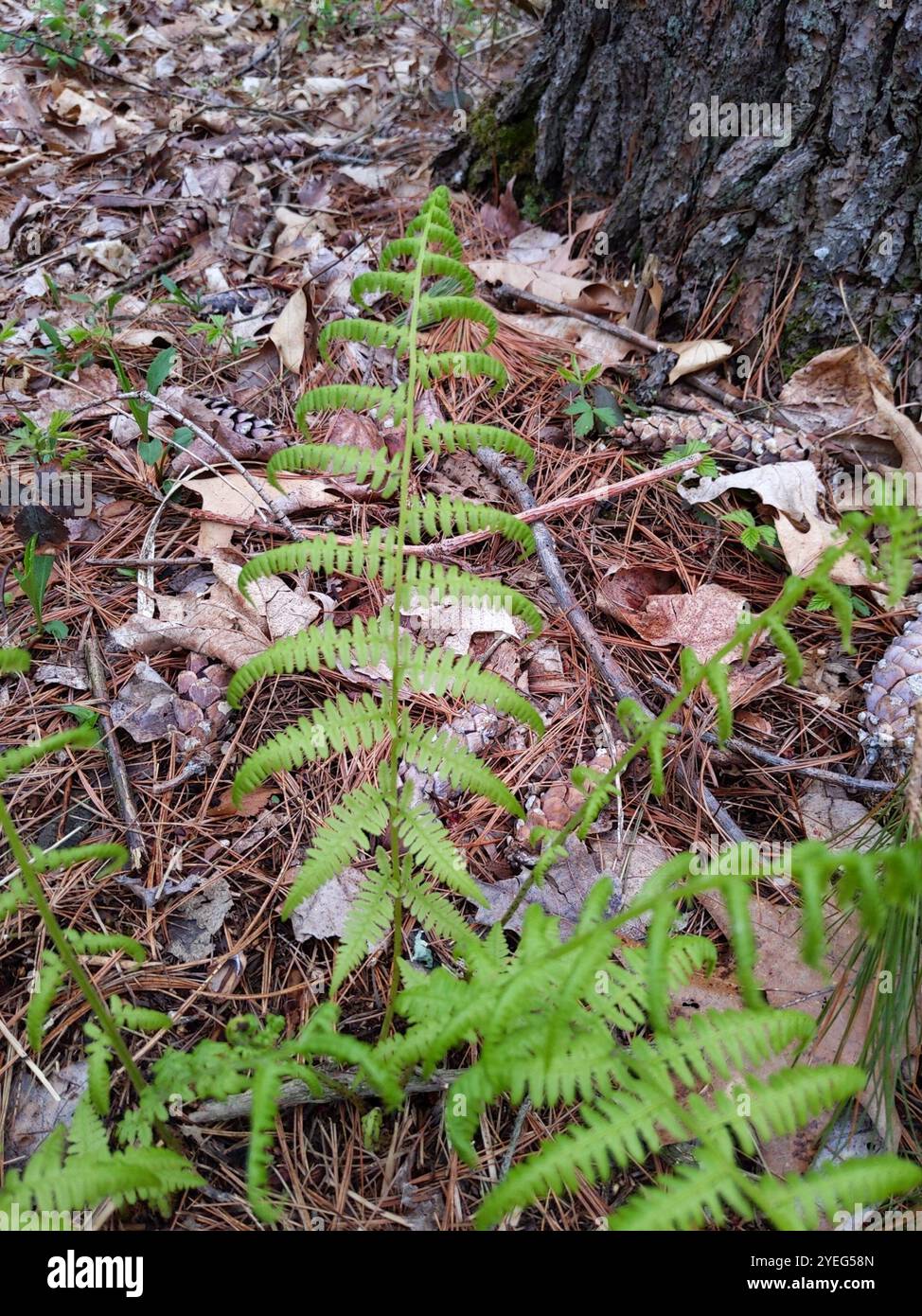 northern lady fern (Athyrium angustum Stock Photo - Alamy