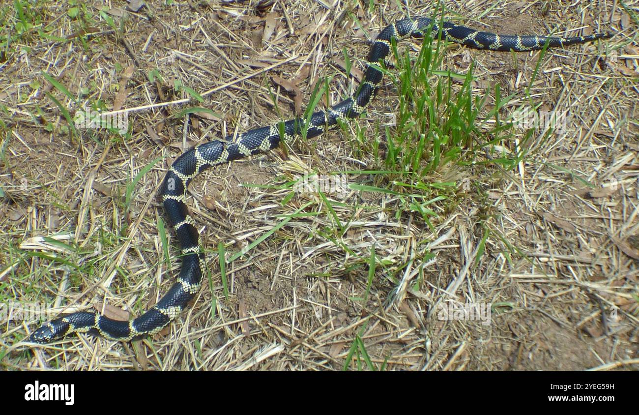 Eastern Kingsnake (Lampropeltis getula Stock Photo - Alamy