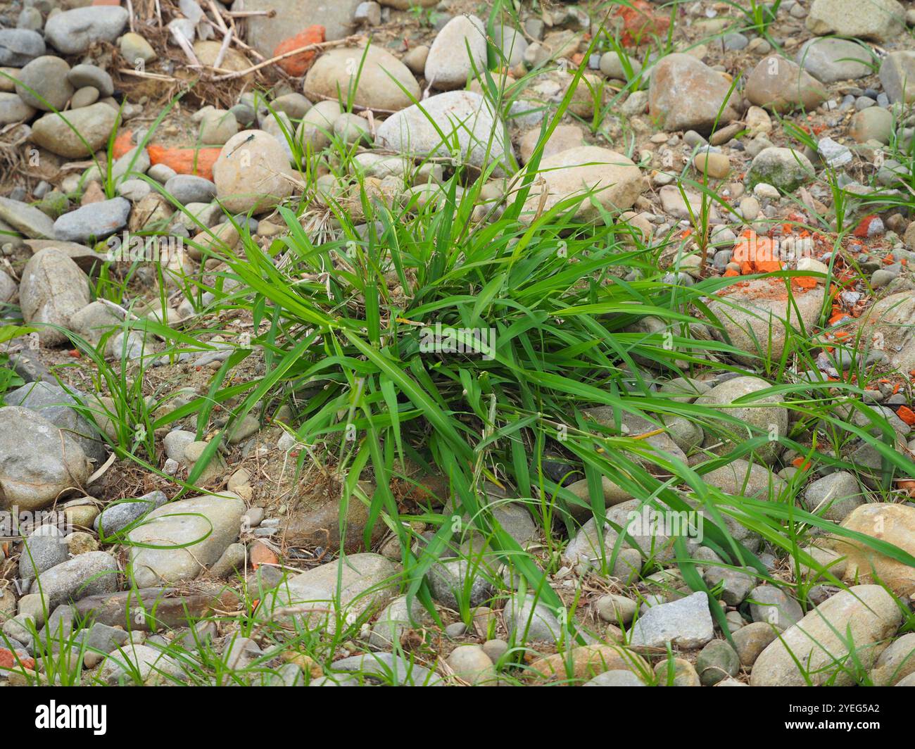 Megathyrsus maximus hi-res stock photography and images - Alamy