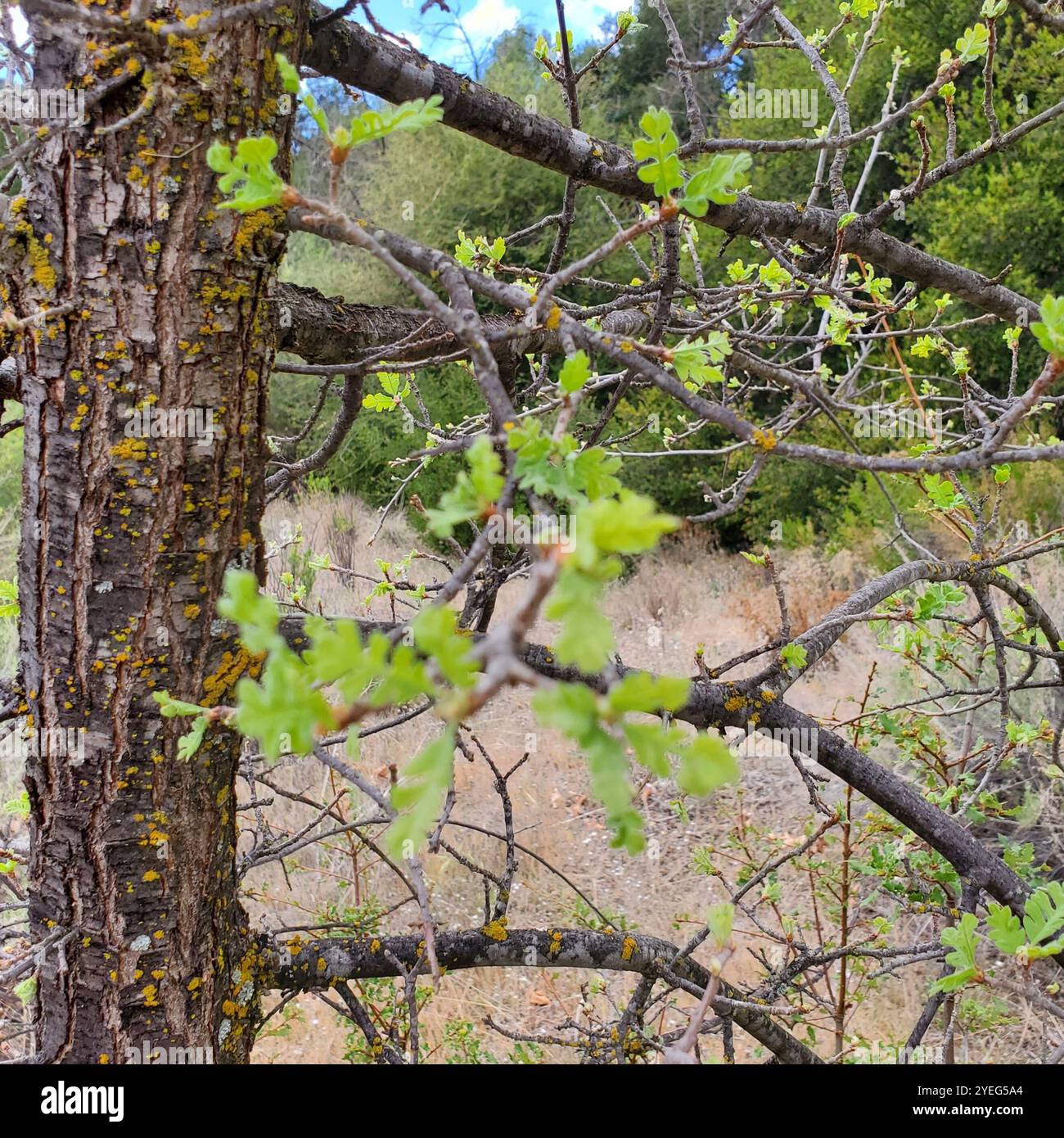 valley oak (Quercus lobata Stock Photo - Alamy