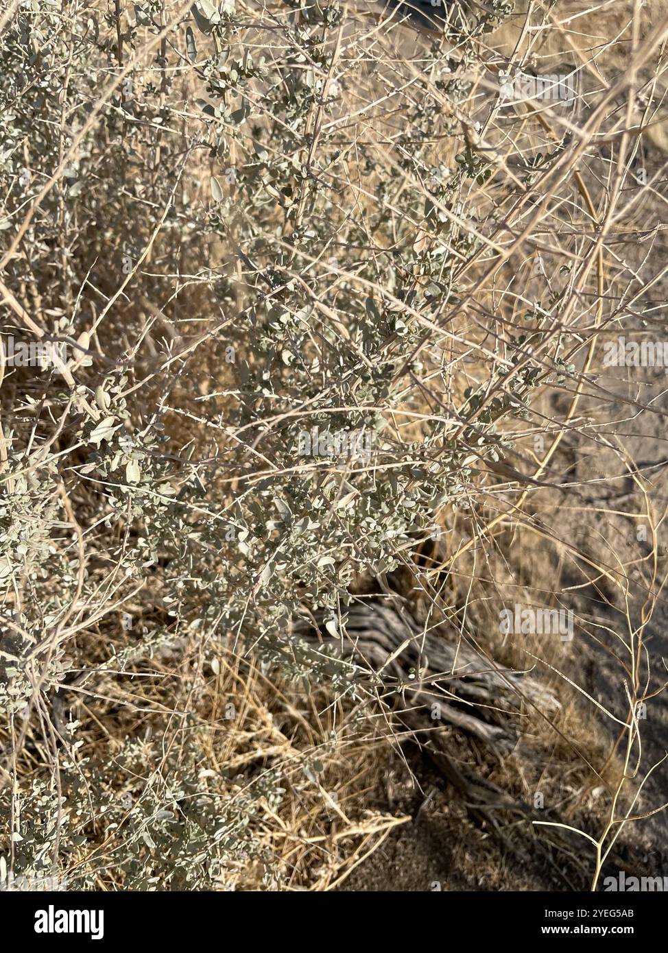 Saltbush cattle hi-res stock photography and images - Alamy