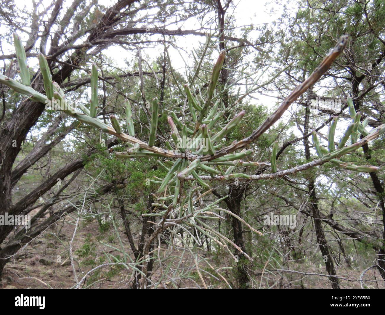 Christmas cholla (Cylindropuntia leptocaulis Stock Photo - Alamy