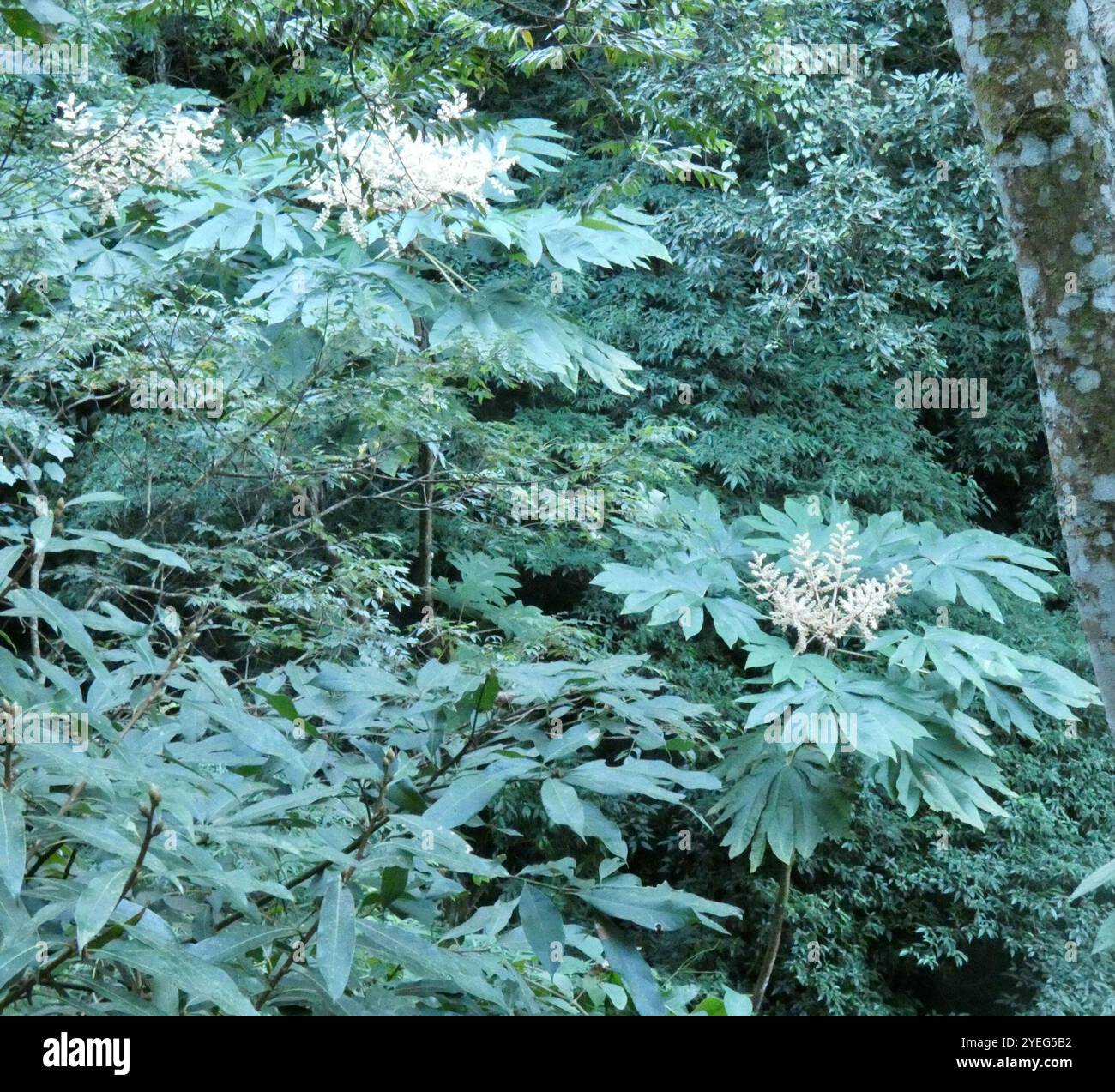 Rice paper plant (Tetrapanax papyrifer Stock Photo - Alamy