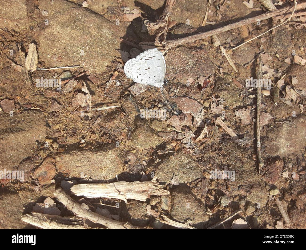 Spring Azure (Celastrina ladon Stock Photo - Alamy