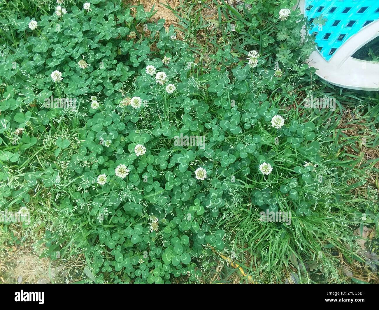 white clover (Trifolium repens Stock Photo - Alamy