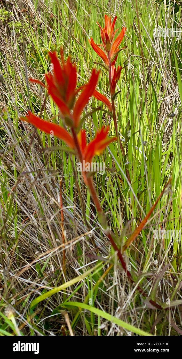 Castilleja subinclusa hi-res stock photography and images - Alamy