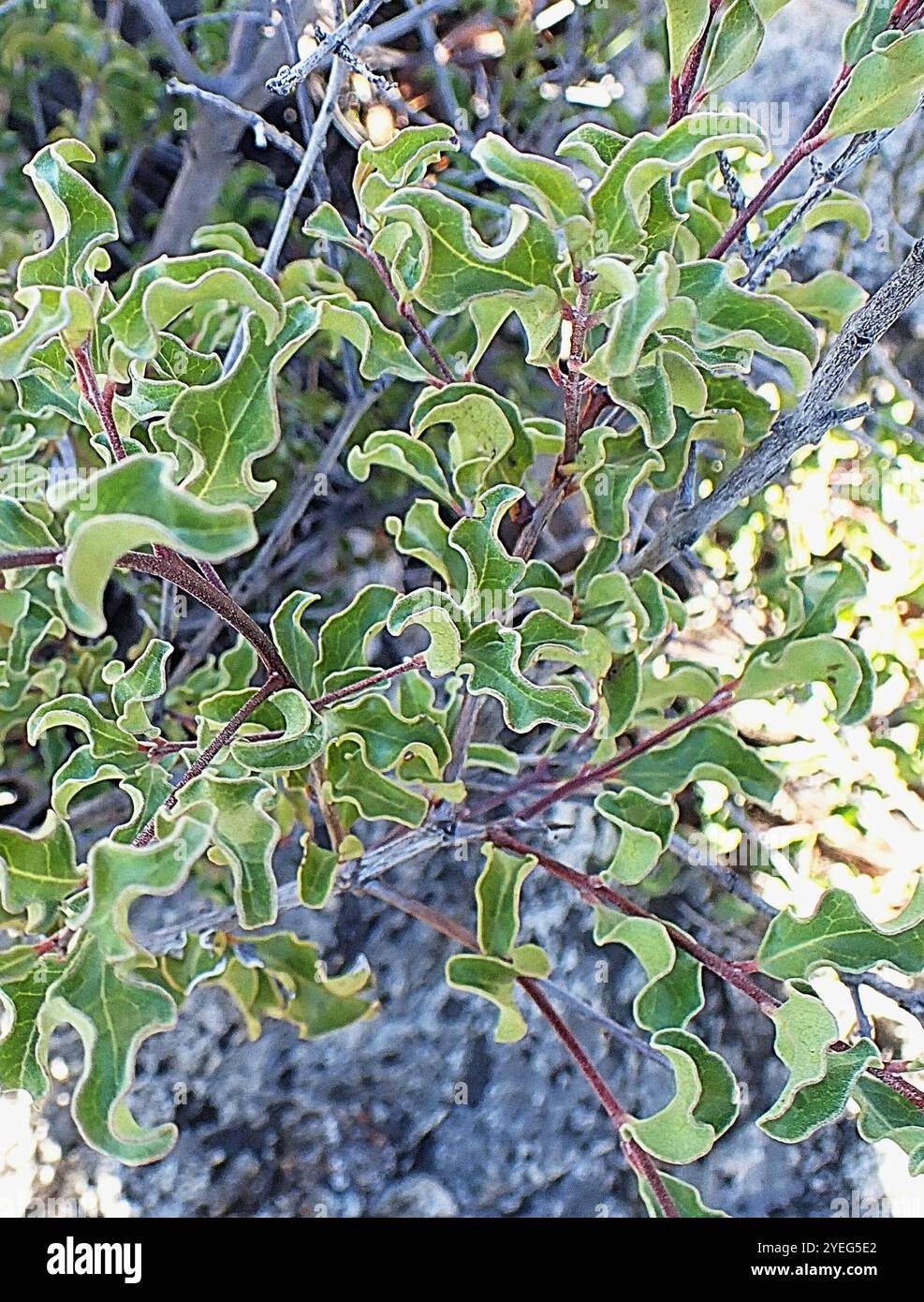 Gwarrie (Euclea undulata Stock Photo - Alamy