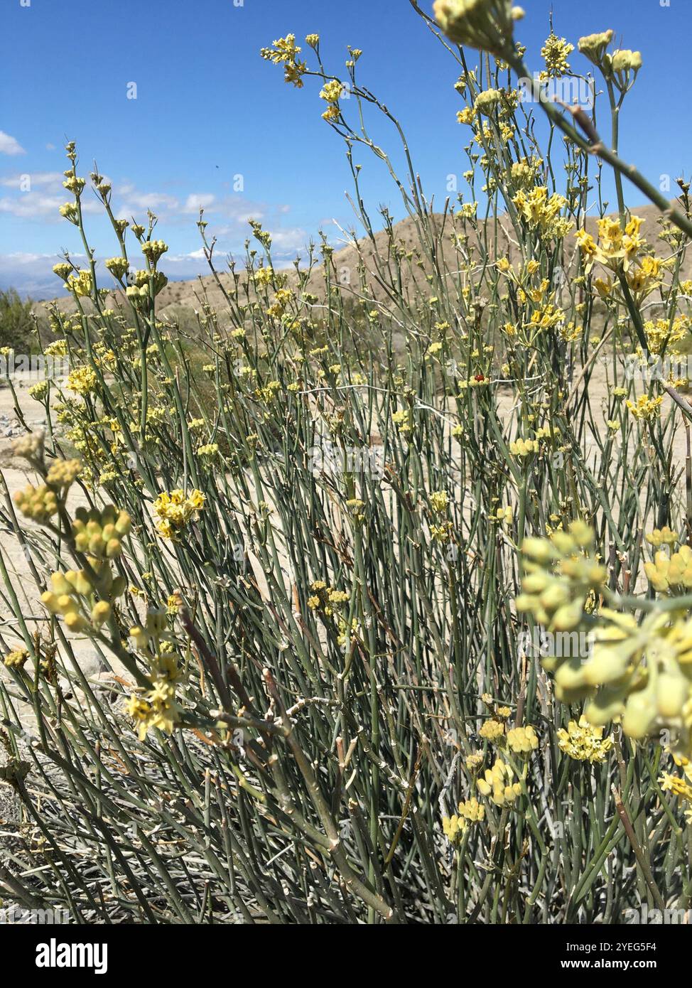 Thisbe's Tarantula-hawk Wasp (Pepsis thisbe Stock Photo - Alamy