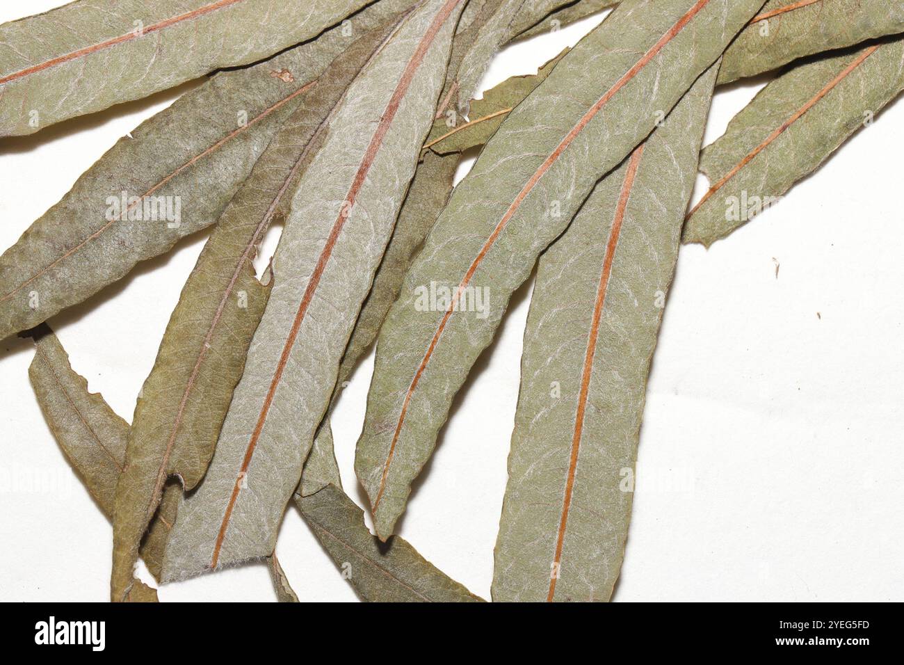 Pellita hi-res stock photography and images - Alamy