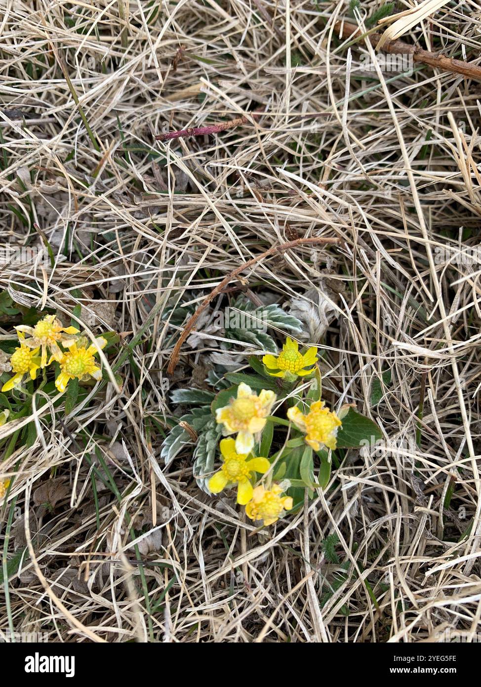 Rhomboideus hi-res stock photography and images - Alamy