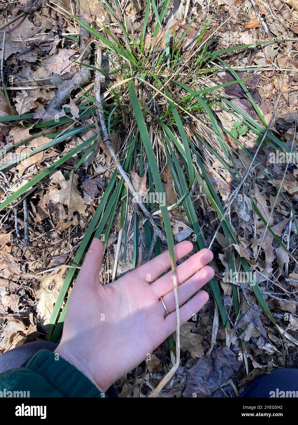 White-grained Mountain-ricegrass (Oryzopsis asperifolia Stock Photo - Alamy