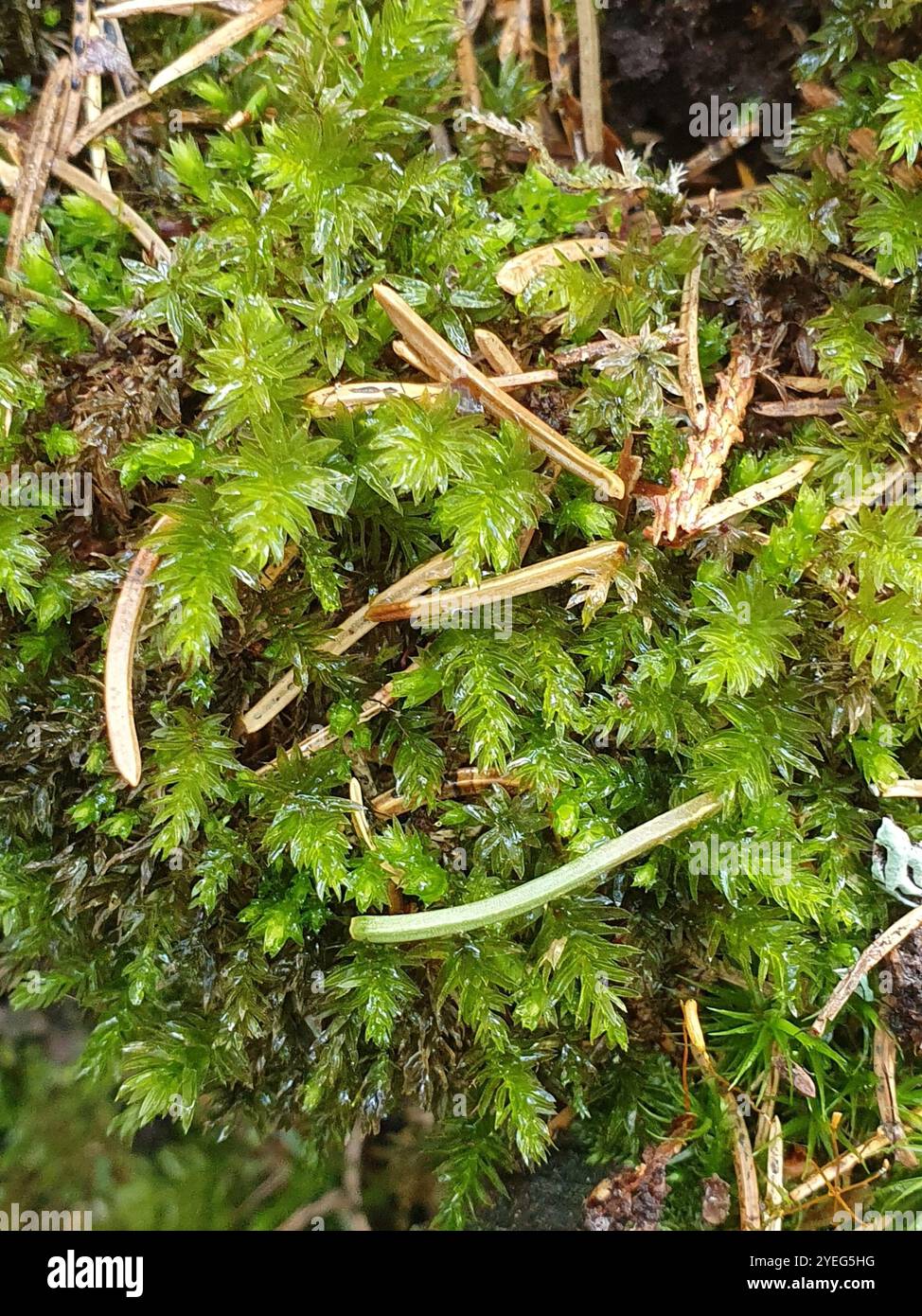 Horn Calcareous Moss (Mnium hornum Stock Photo - Alamy