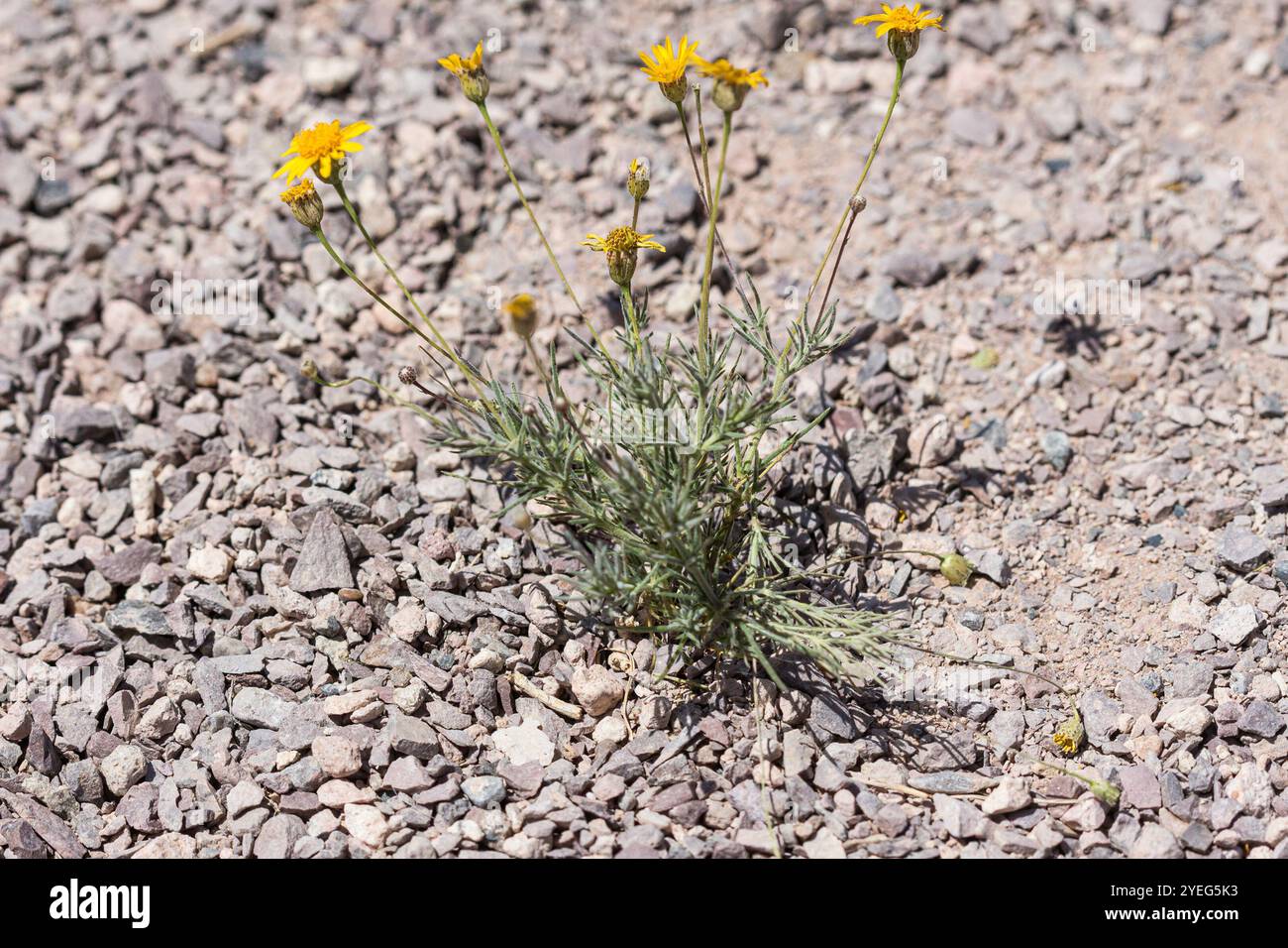 Parralena hi-res stock photography and images - Alamy