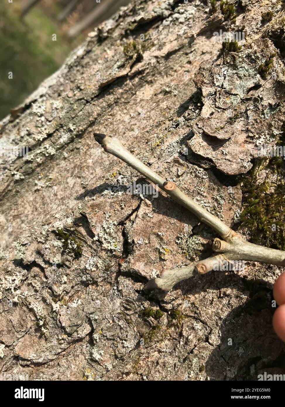 European ash (Fraxinus excelsior Stock Photo - Alamy