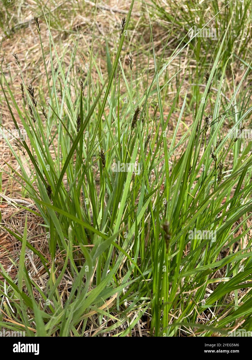 true sedges (Carex Stock Photo - Alamy