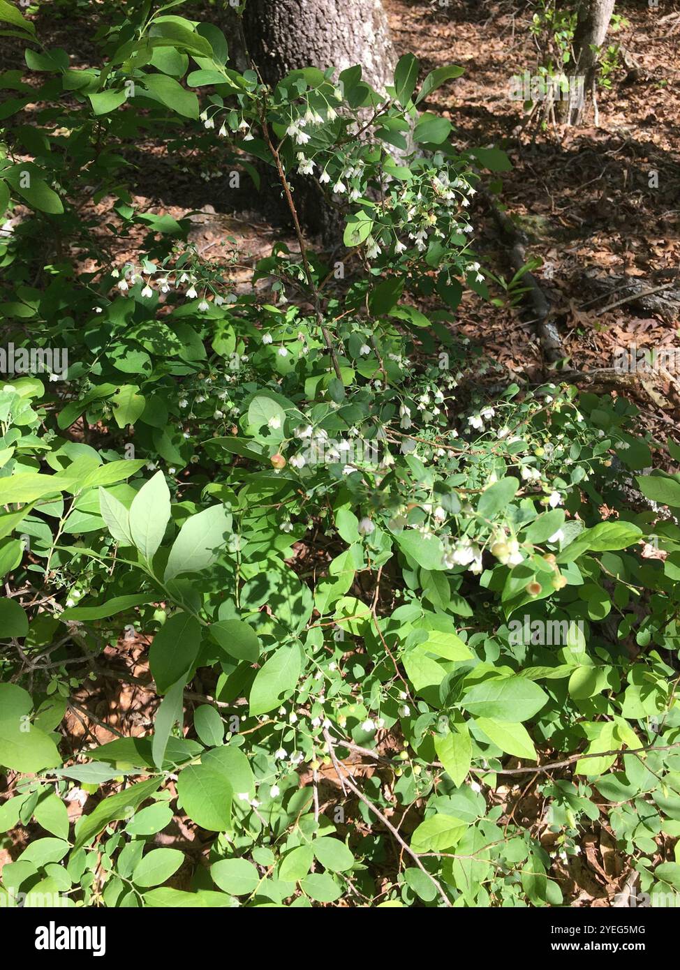 Deerberry hi-res stock photography and images - Alamy