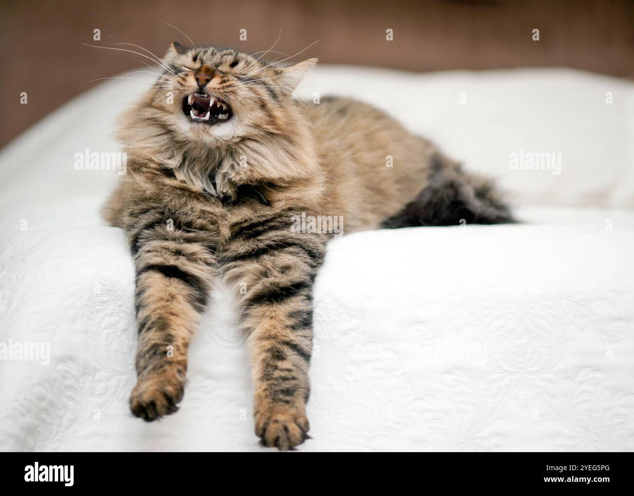 A fluffy tabby cat stretches out on a bed, mid-yawn with mouth open ...