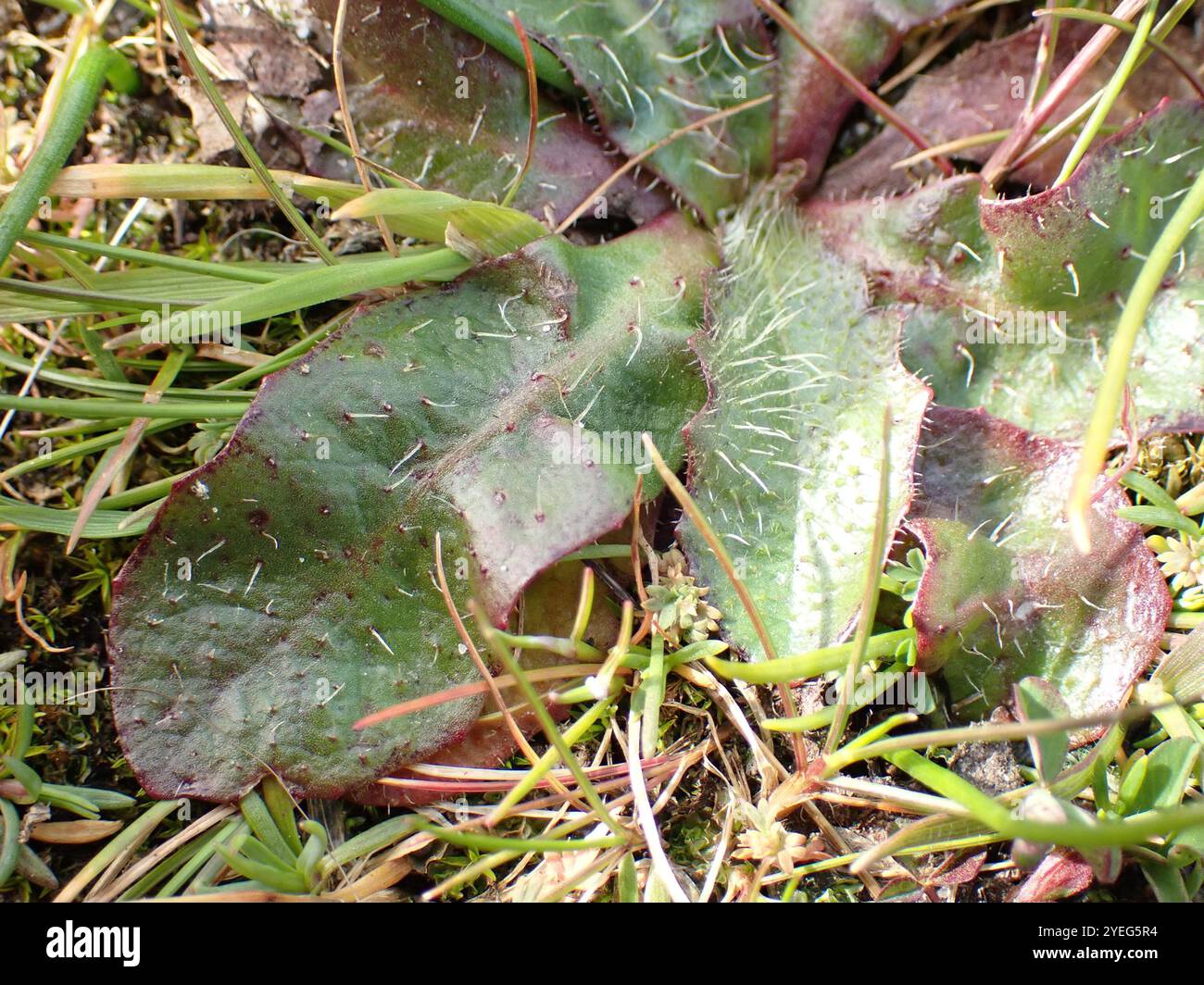 Common Cat's-ear (Hypochaeris radicata Stock Photo - Alamy