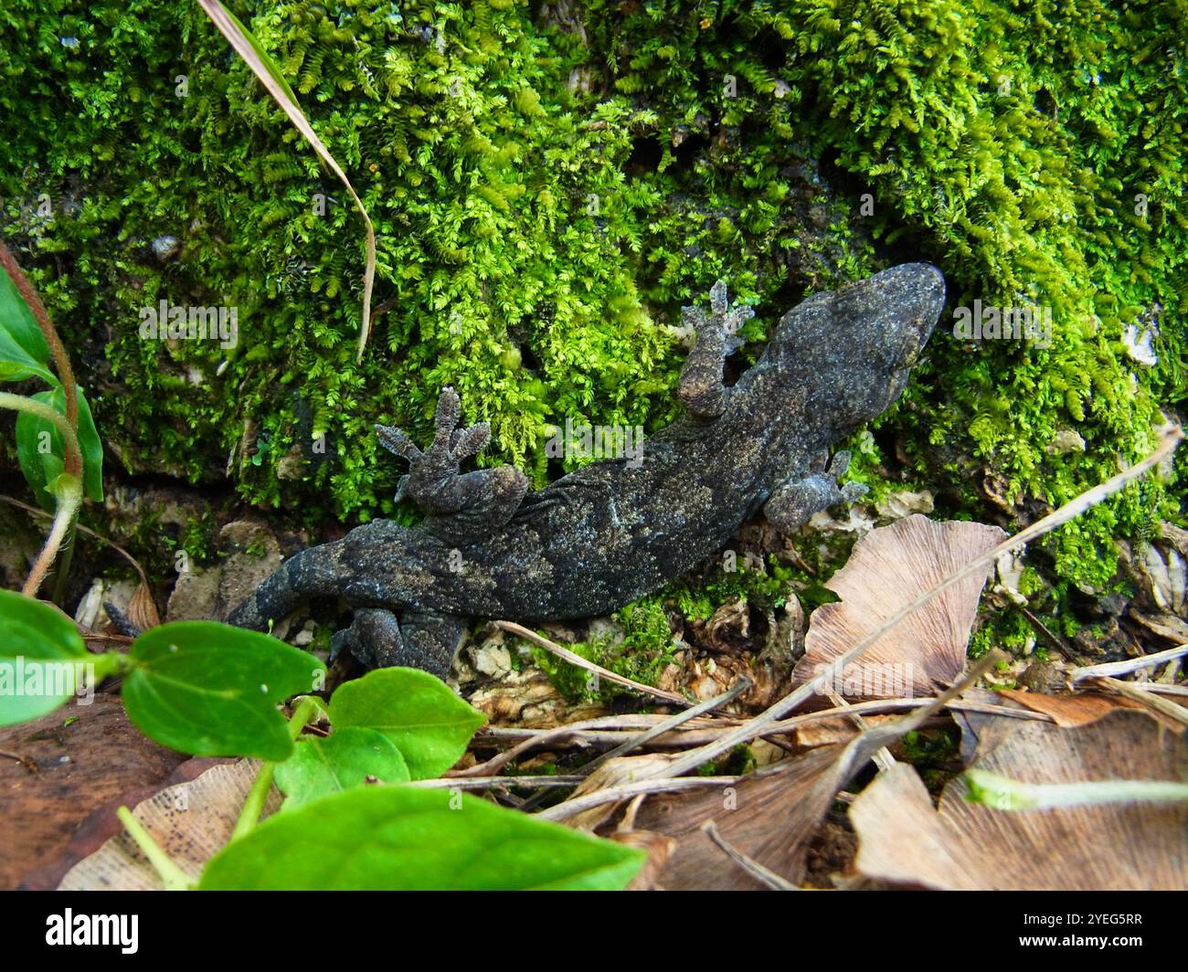 Japanese Giant Gecko (Gekko japonicus Stock Photo - Alamy