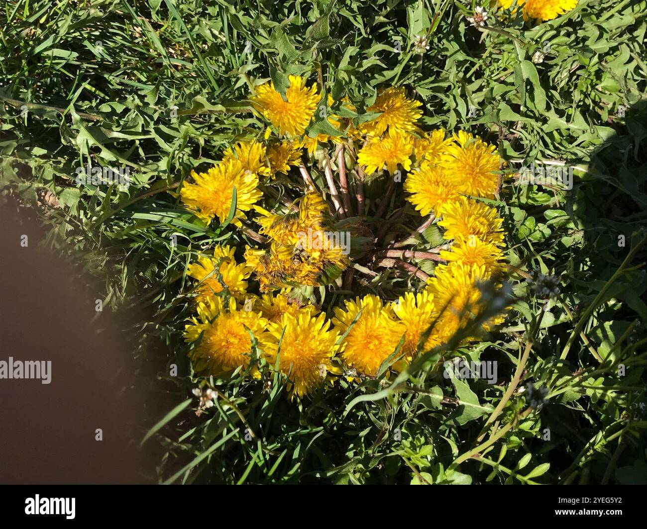 red-seeded dandelion (Taraxacum erythrospermum Stock Photo - Alamy