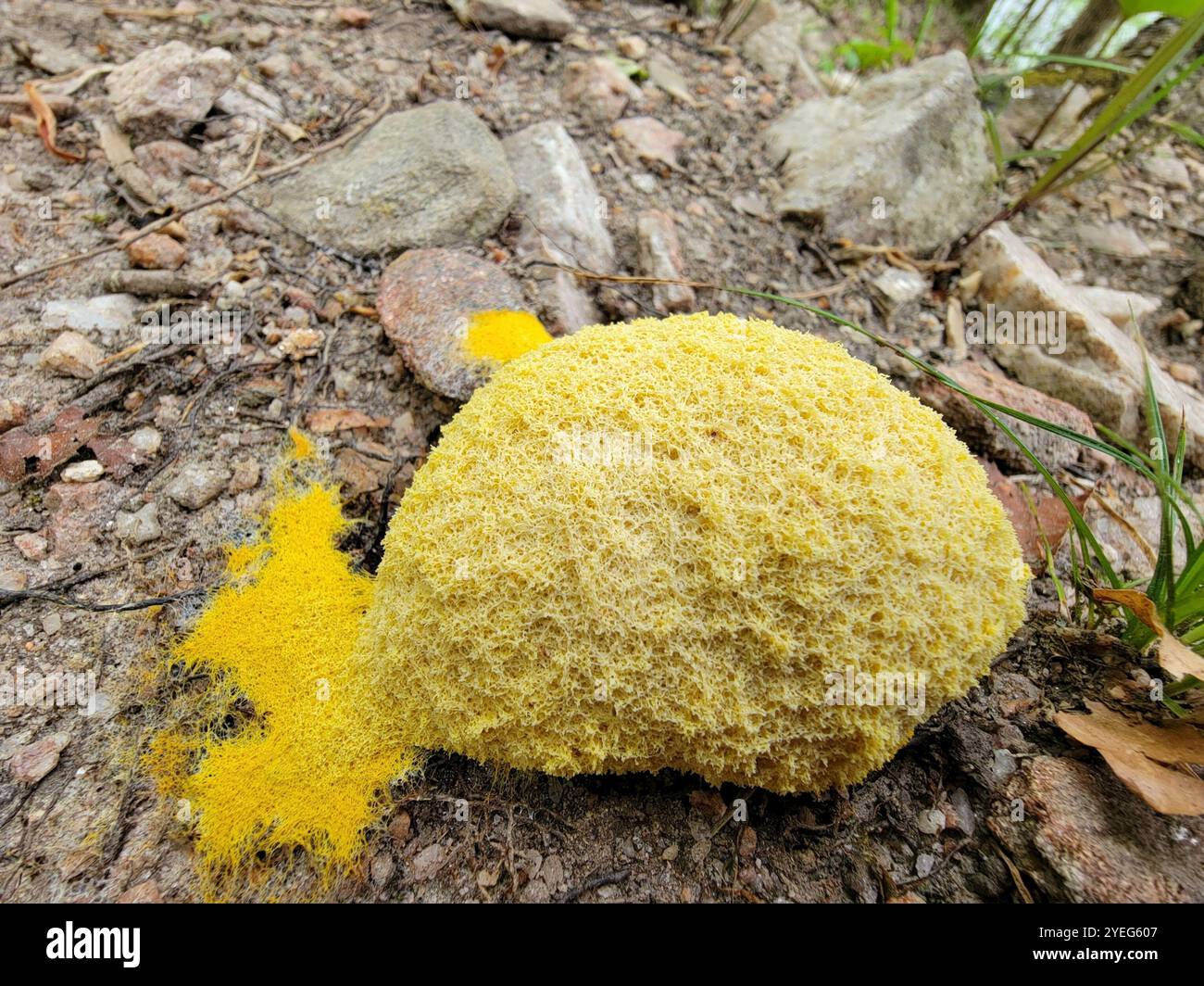 Dog Vomit Slime Mold (Fuligo septica Stock Photo - Alamy