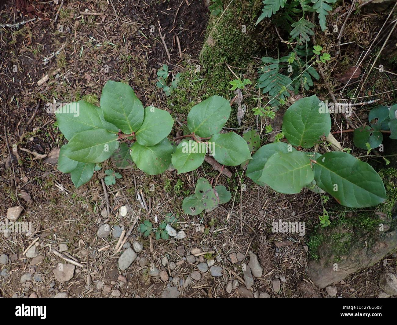 salal (Gaultheria shallon Stock Photo - Alamy