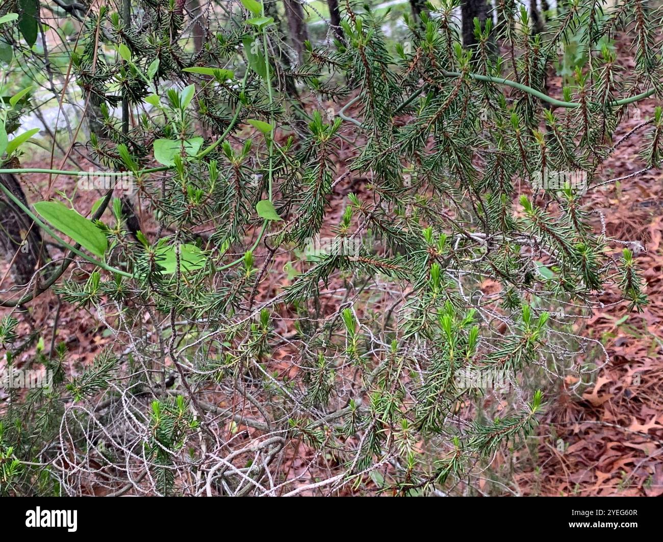 Florida rosemary (Ceratiola ericoides Stock Photo - Alamy
