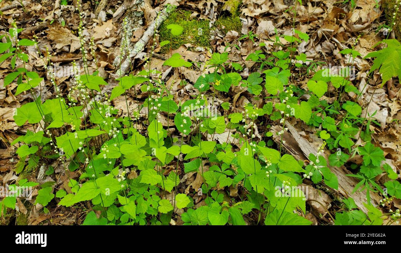 twoleaf miterwort (Mitella diphylla Stock Photo - Alamy