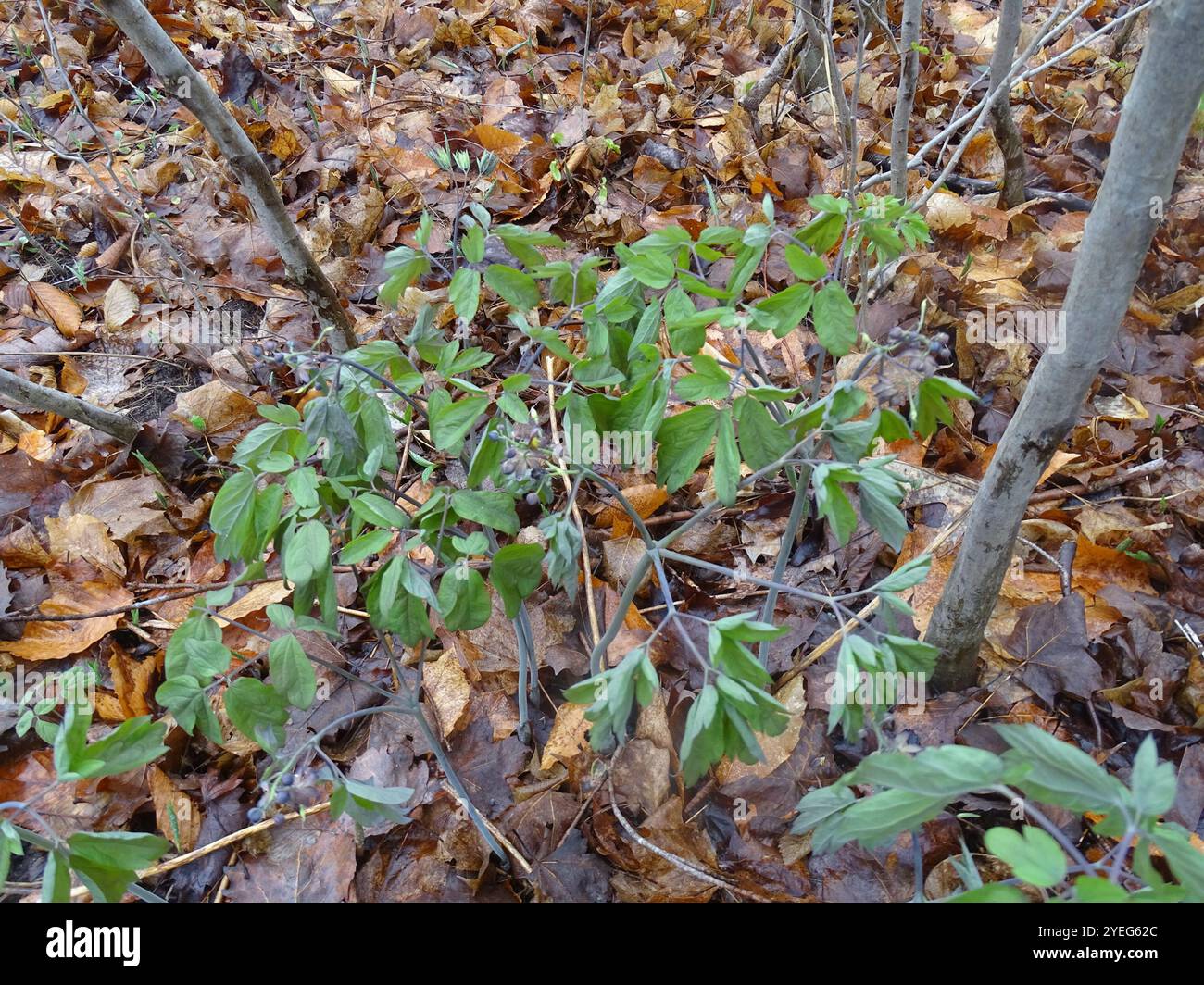 early blue cohosh (Caulophyllum giganteum Stock Photo - Alamy