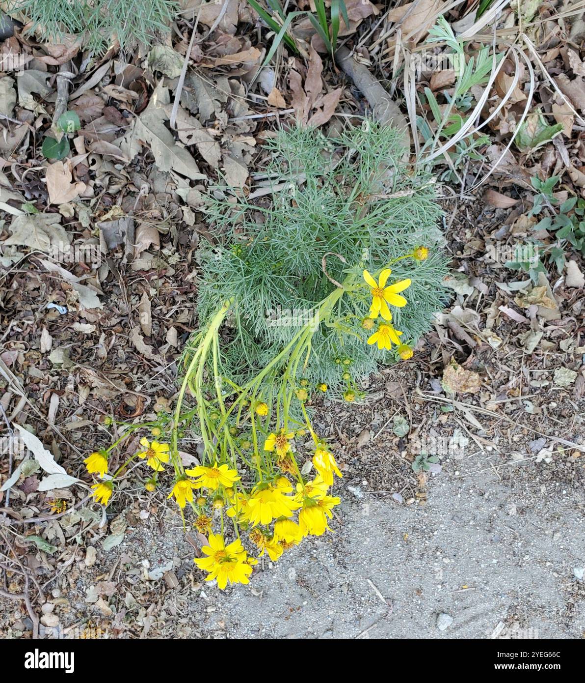 Leptosyne gigantea hi-res stock photography and images - Alamy