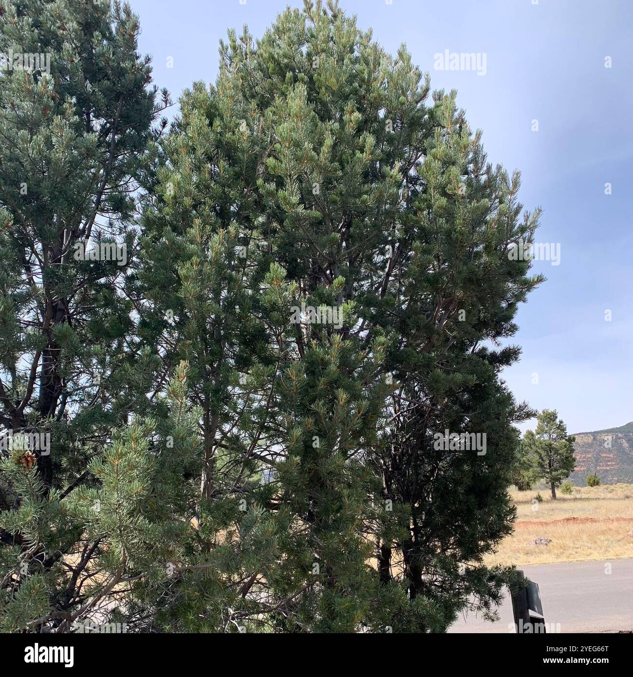 Colorado Pinyon (Pinus edulis Stock Photo - Alamy