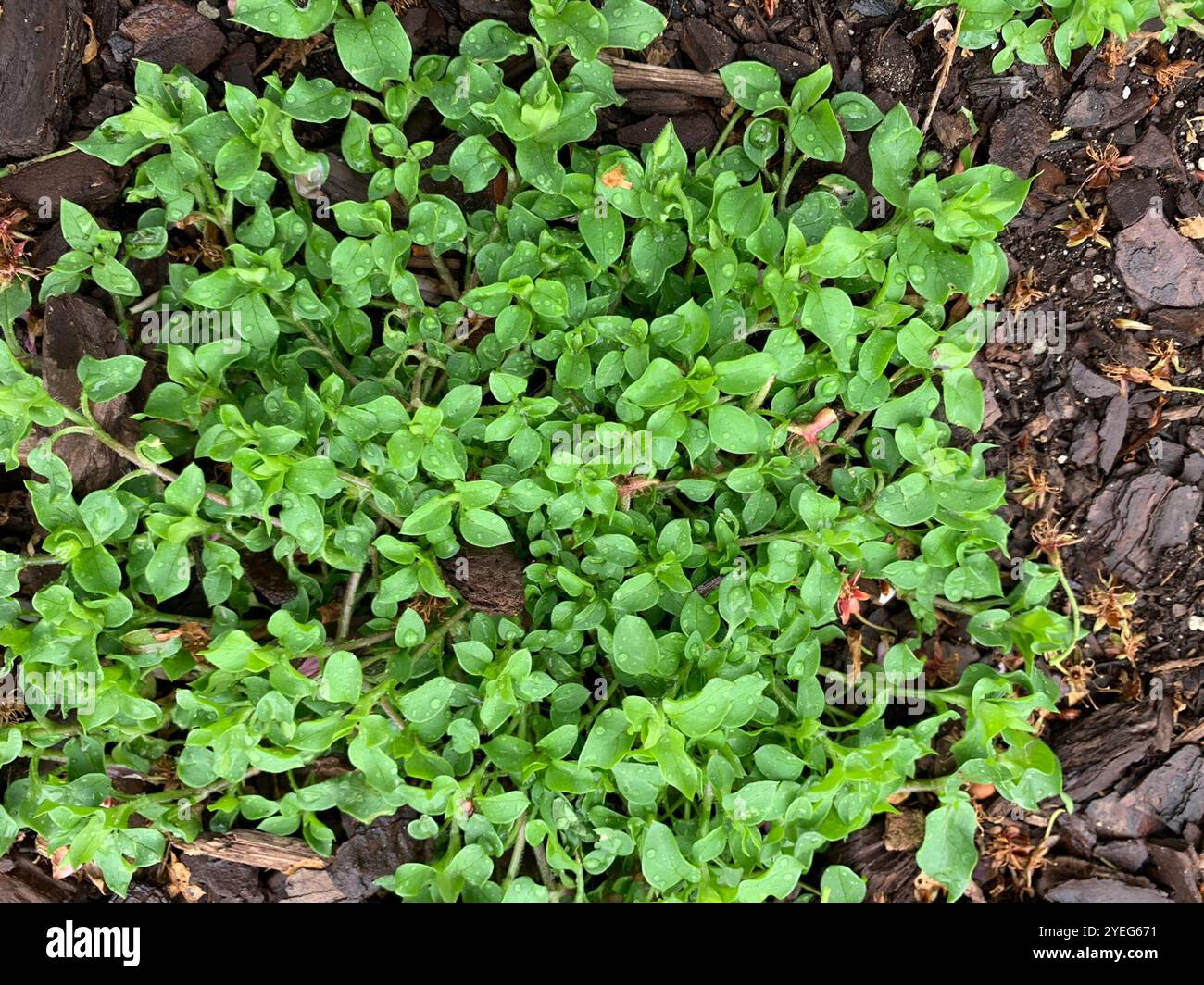 common chickweed (Stellaria media Stock Photo - Alamy