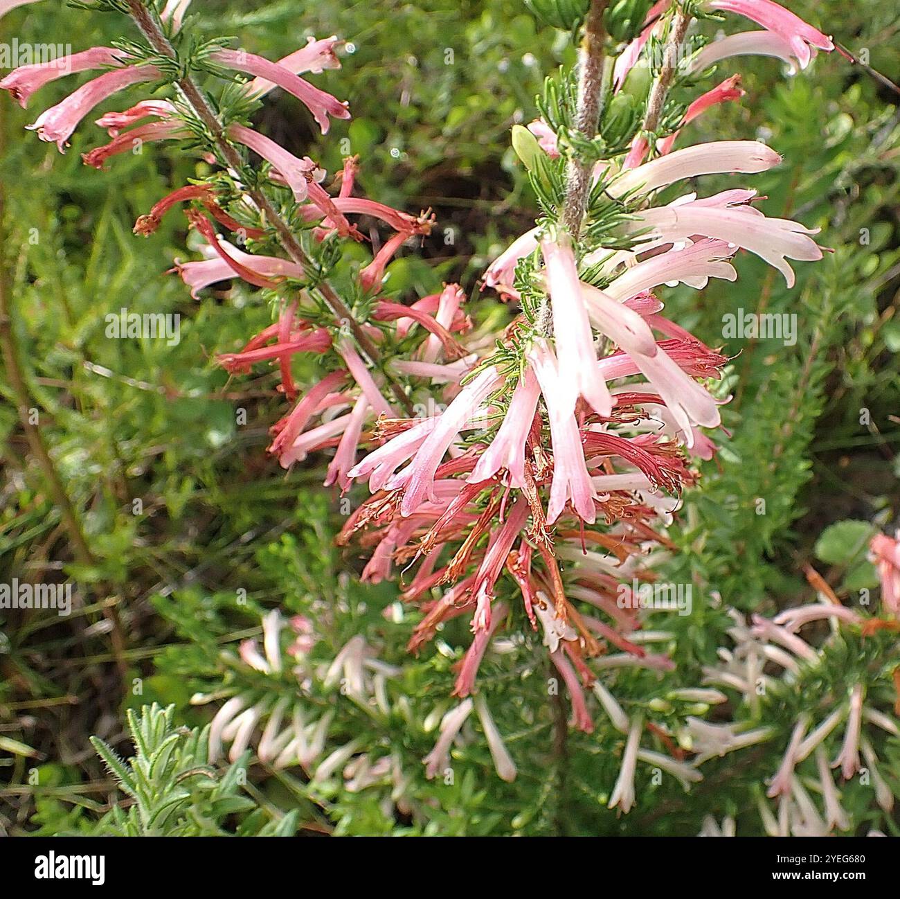 Water Heath (Erica curviflora Stock Photo - Alamy