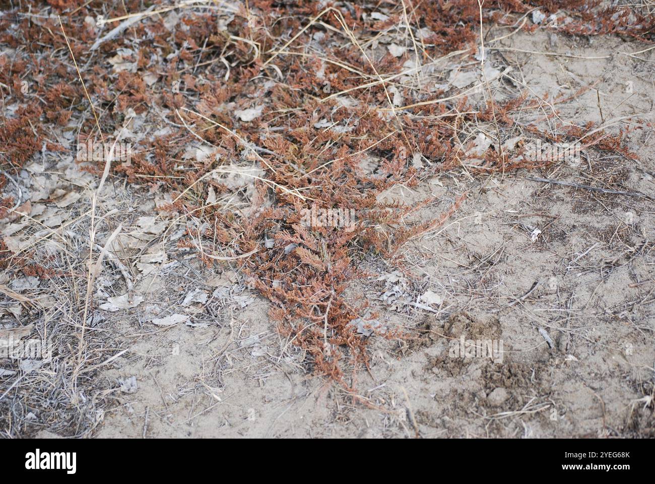 creeping juniper (Juniperus horizontalis Stock Photo - Alamy
